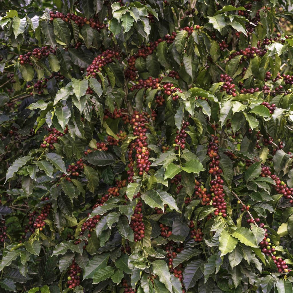 COLOMBIA: Coffee, Culture, Landscape - Black Coffee Roasting Company