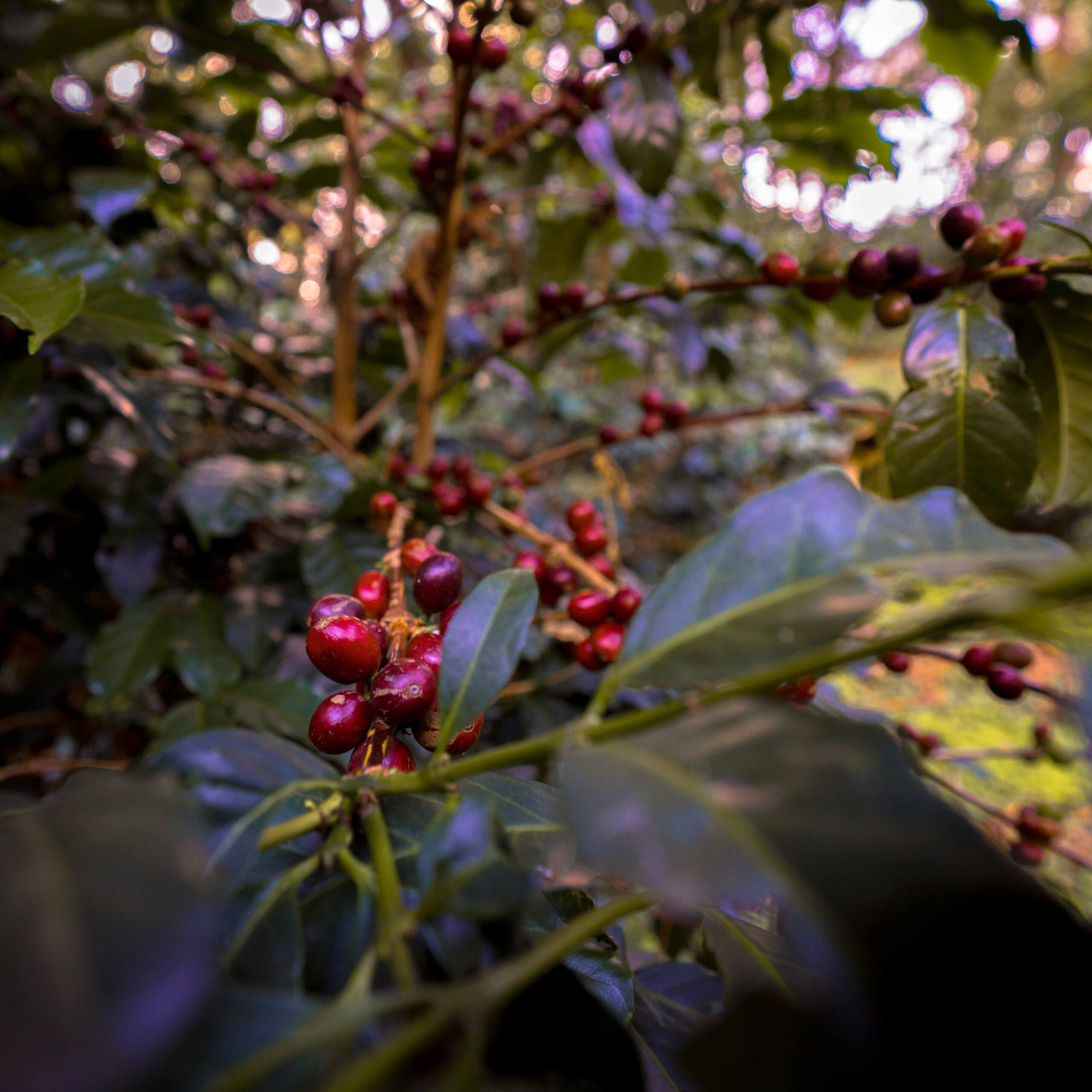 MOLD IN COFFEE... What you need to know. - Black Coffee Roasting Company