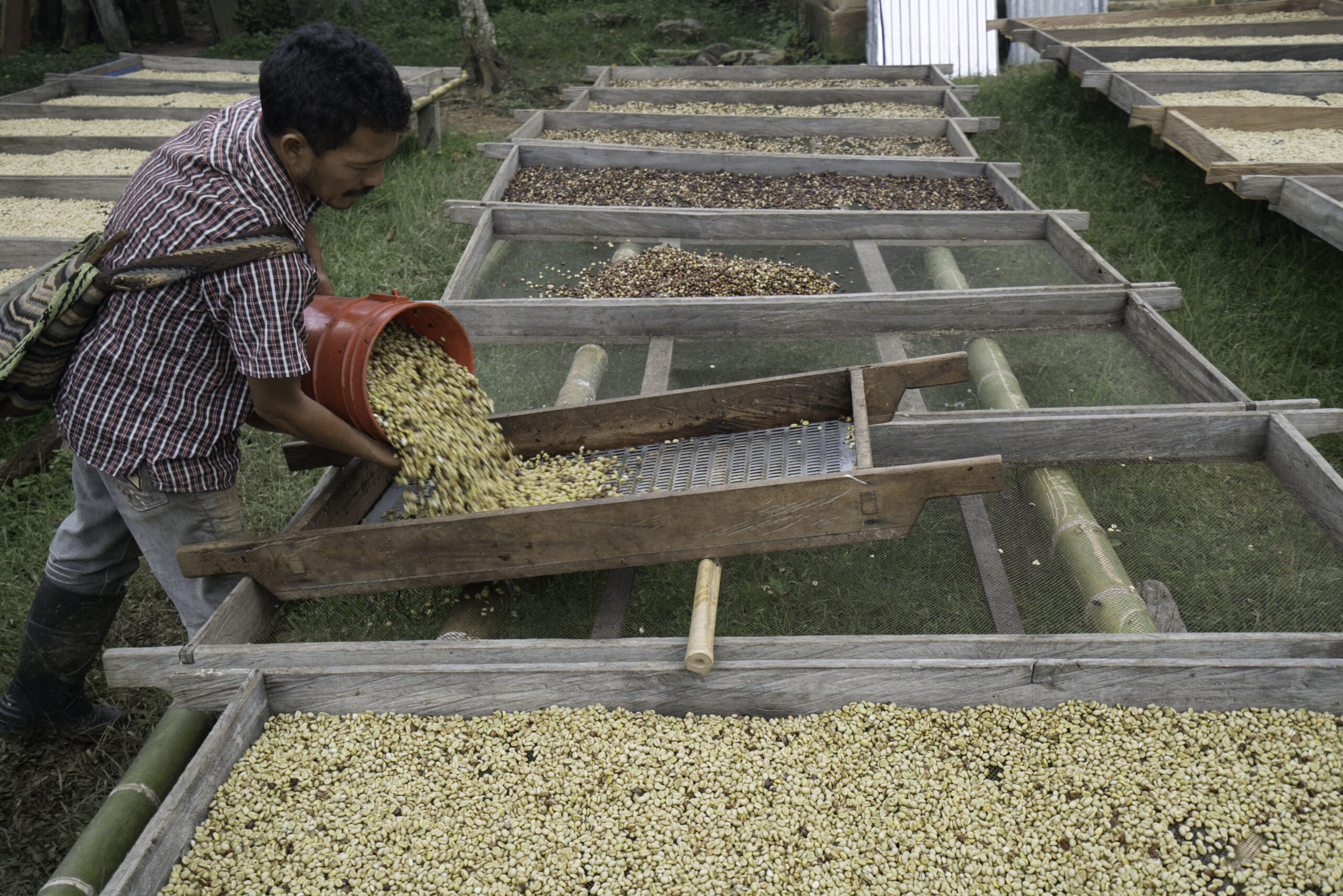 MOLD IN COFFEE... What you need to know. - Black Coffee Roasting Company